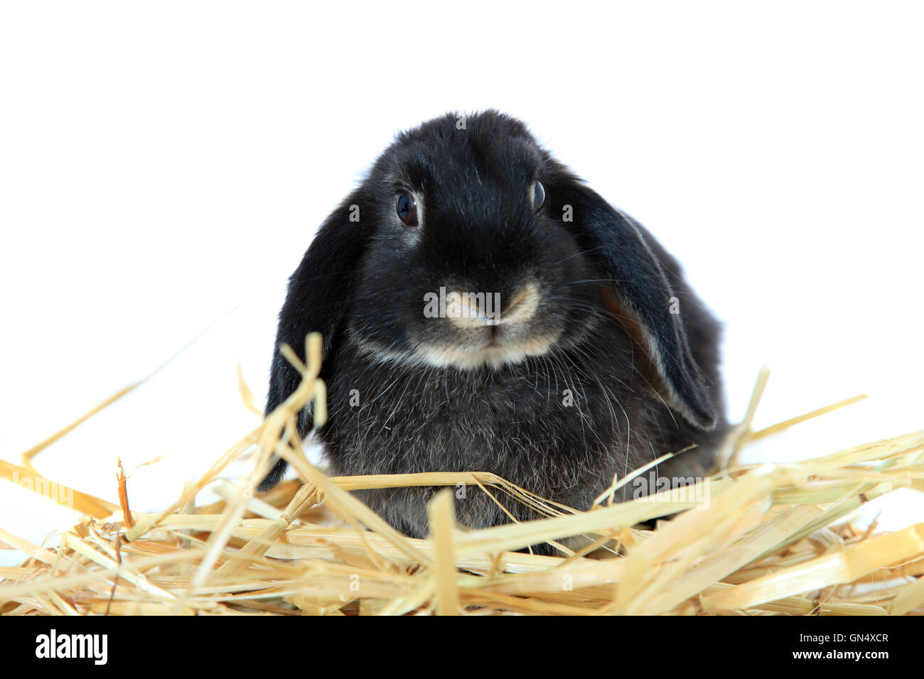 Black rabbit house hi-res stock photography and images - Alamy