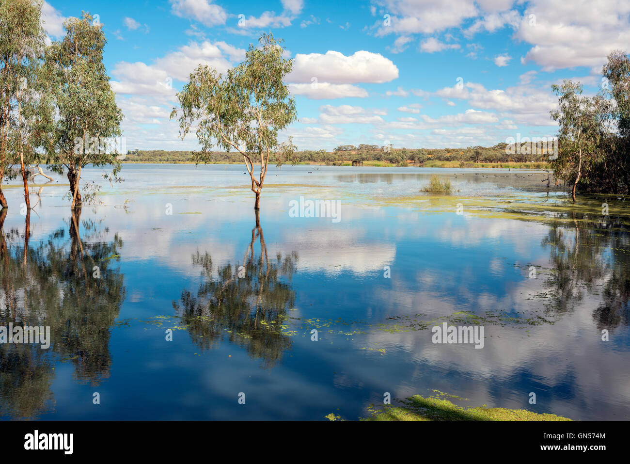 The serenity of the Banrock Station wetlands in South Australia Stock ...