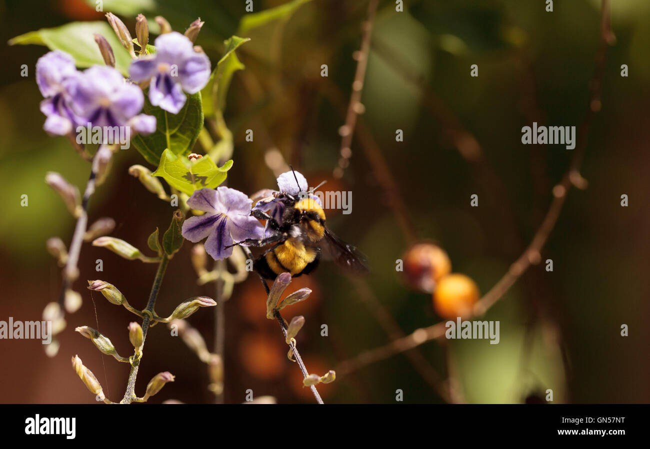 Black and yellow Western Bumble bee Bombus occidentalis gathers pollen ...
