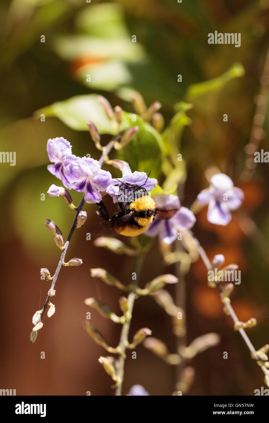 Black and yellow Western Bumble bee Bombus occidentalis gathers pollen ...
