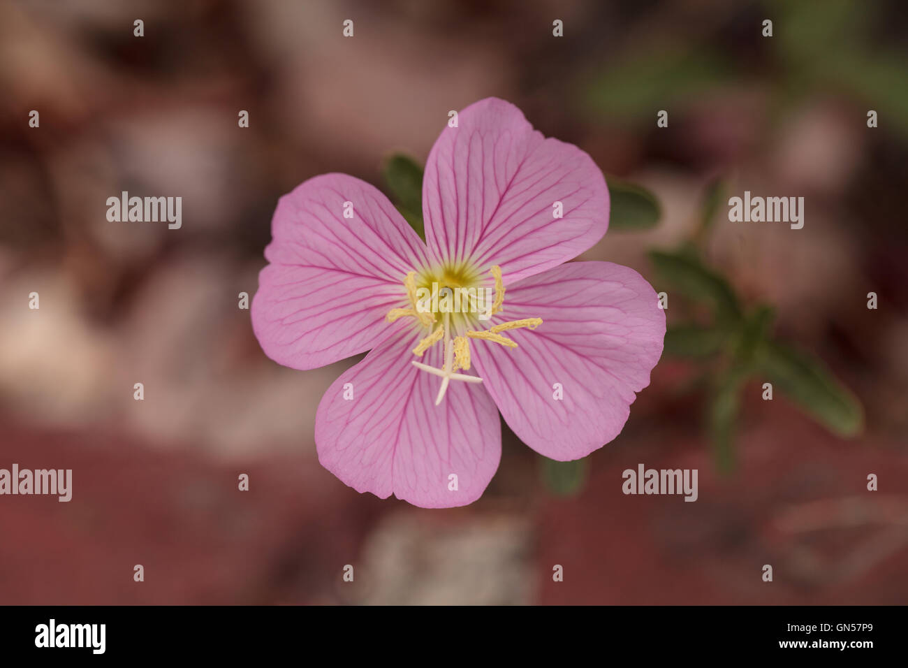 Farewell to spring pink wild flower scientifically known as Clarkia ...
