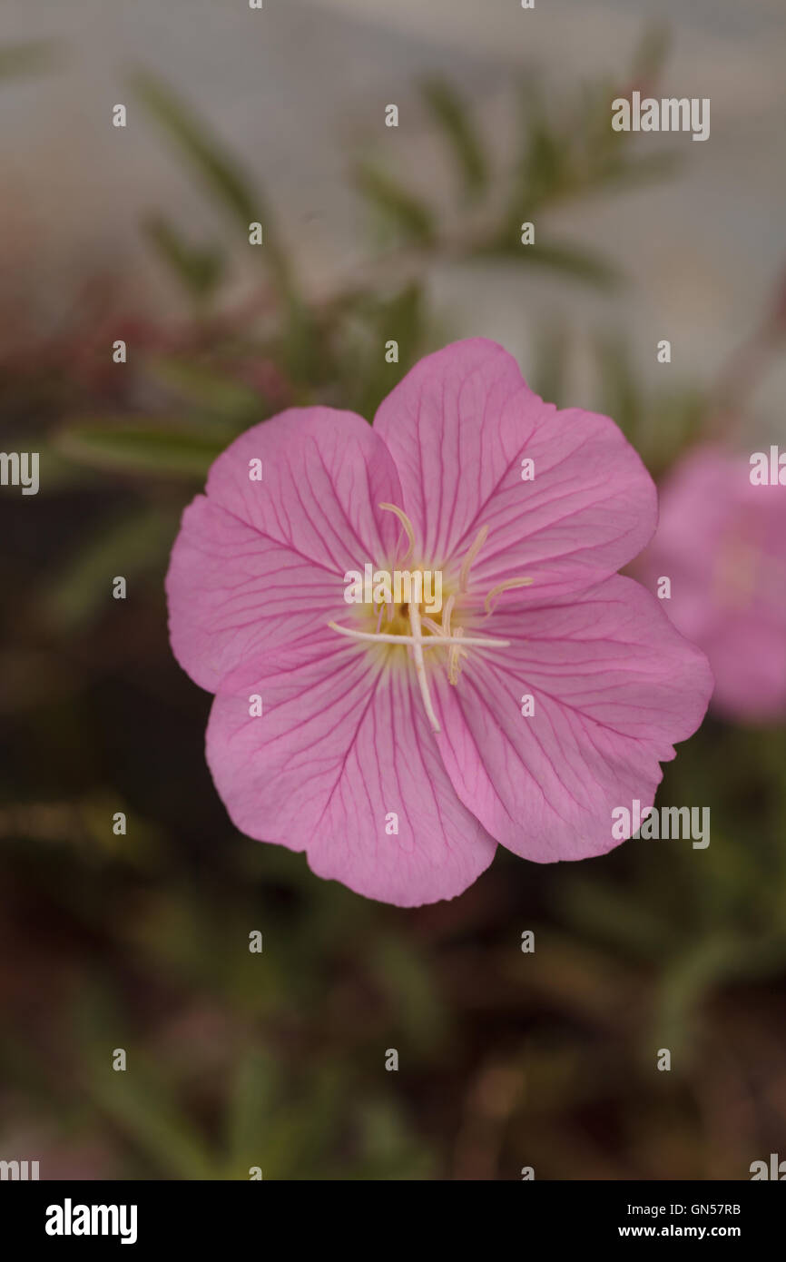 Farewell to spring pink wild flower scientifically known as Clarkia amoena flowers in Southern ...
