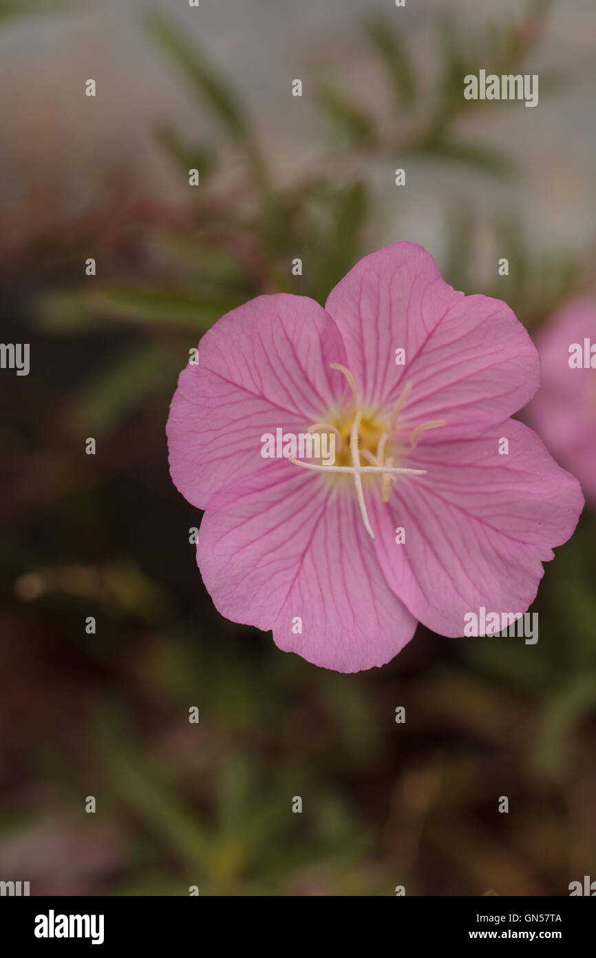 Farewell to spring pink wild flower scientifically known as Clarkia ...