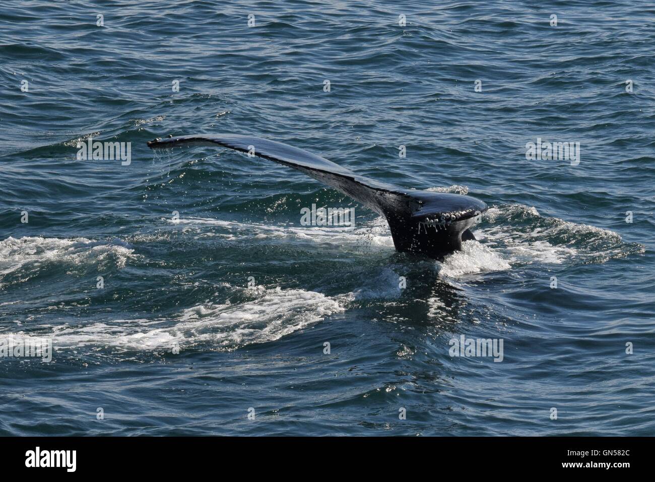 Humpback whale tail birds hi-res stock photography and images - Alamy