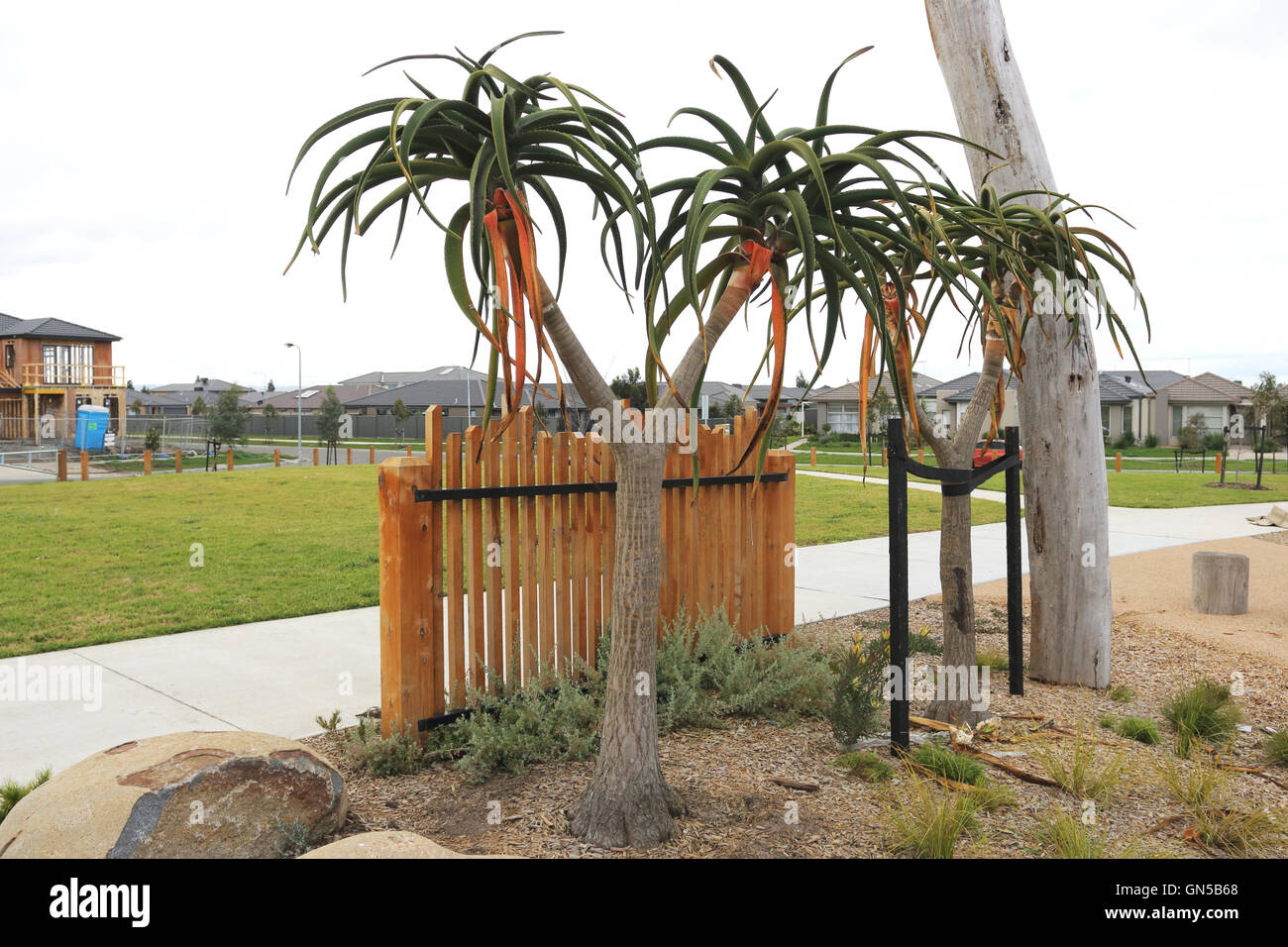 Aloe tongaensis hi-res stock photography and images - Alamy
