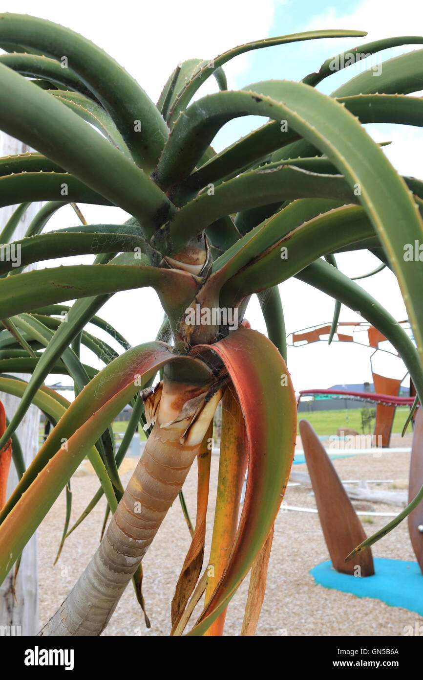 Inkalane hi-res stock photography and images - Alamy