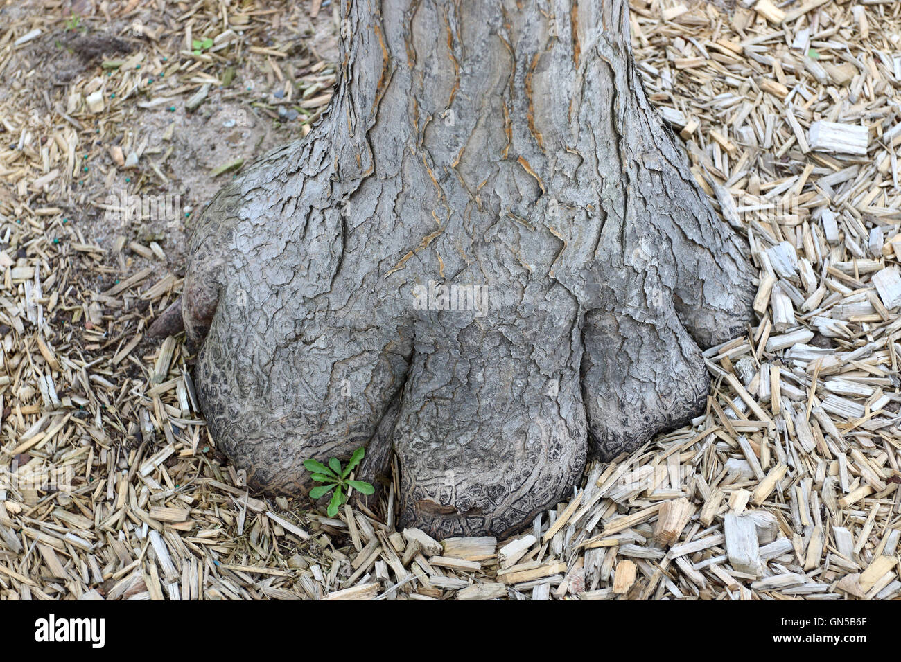 Aloe tongaensis hi-res stock photography and images - Alamy