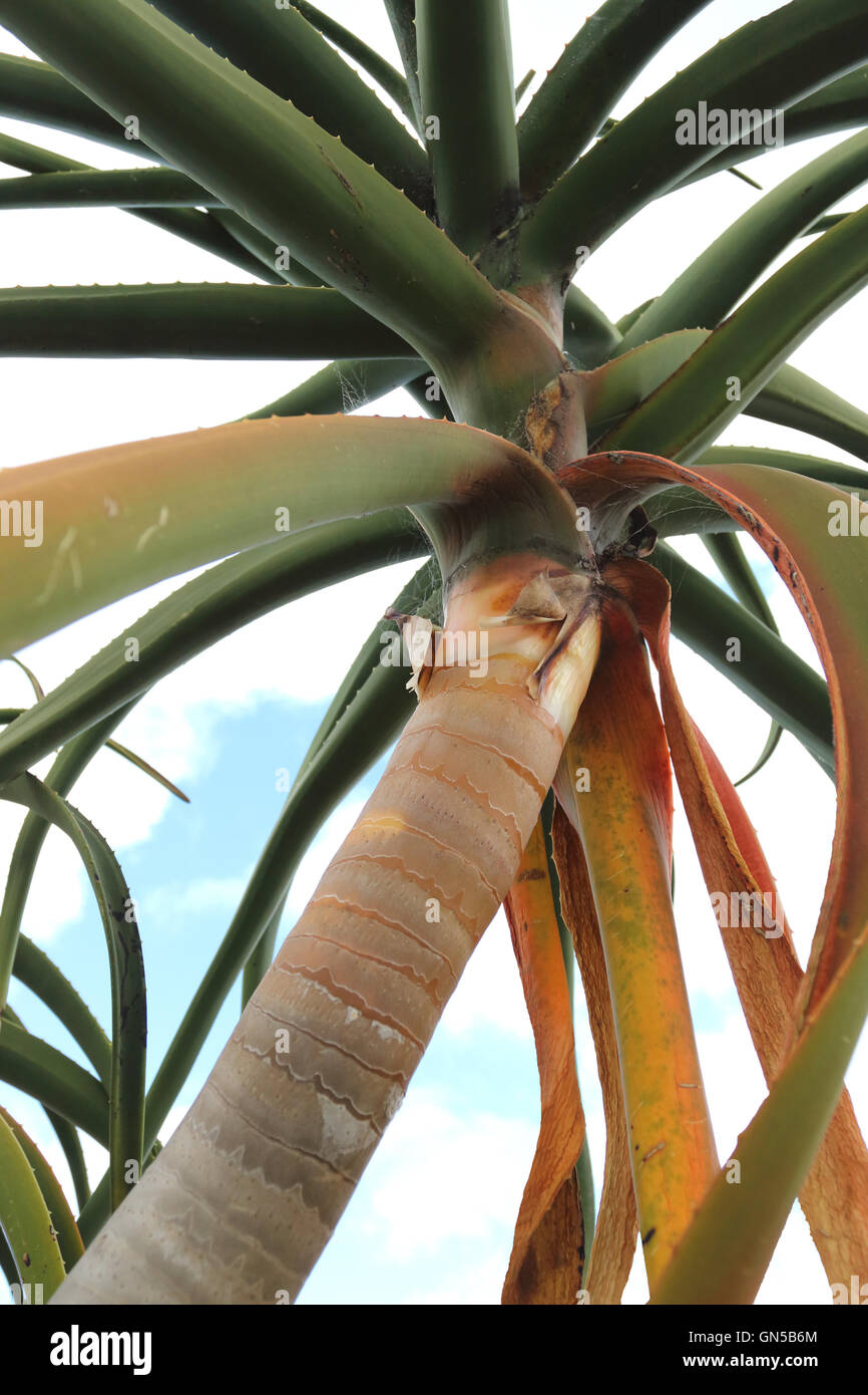 Aloe tongaensis hi-res stock photography and images - Alamy