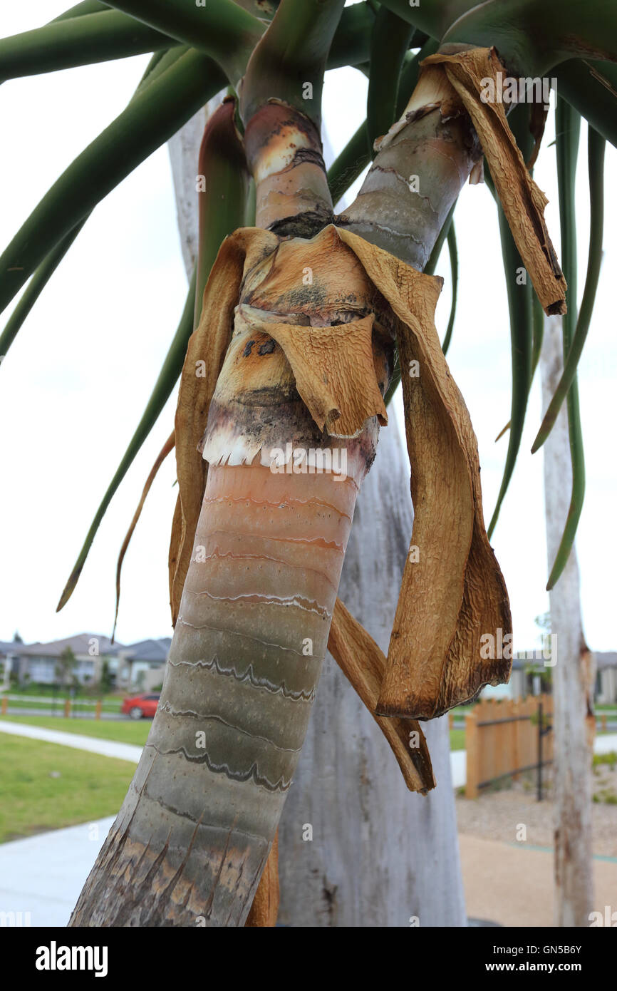 Close up of Aloe barberae or also known as Tree Aloe, Aloe bainesii ...