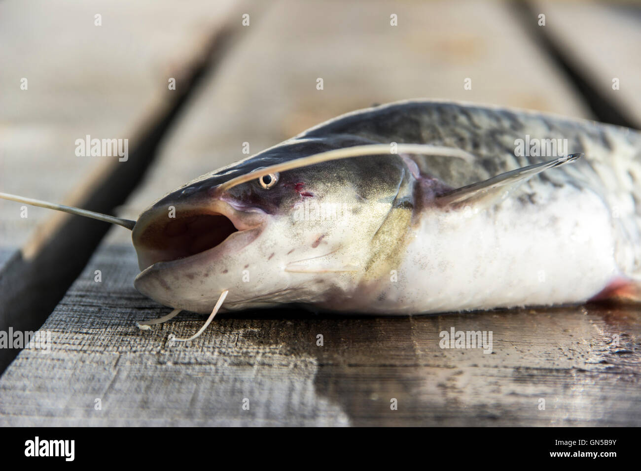 European wels catfish fishing High Resolution Stock Photography and ...