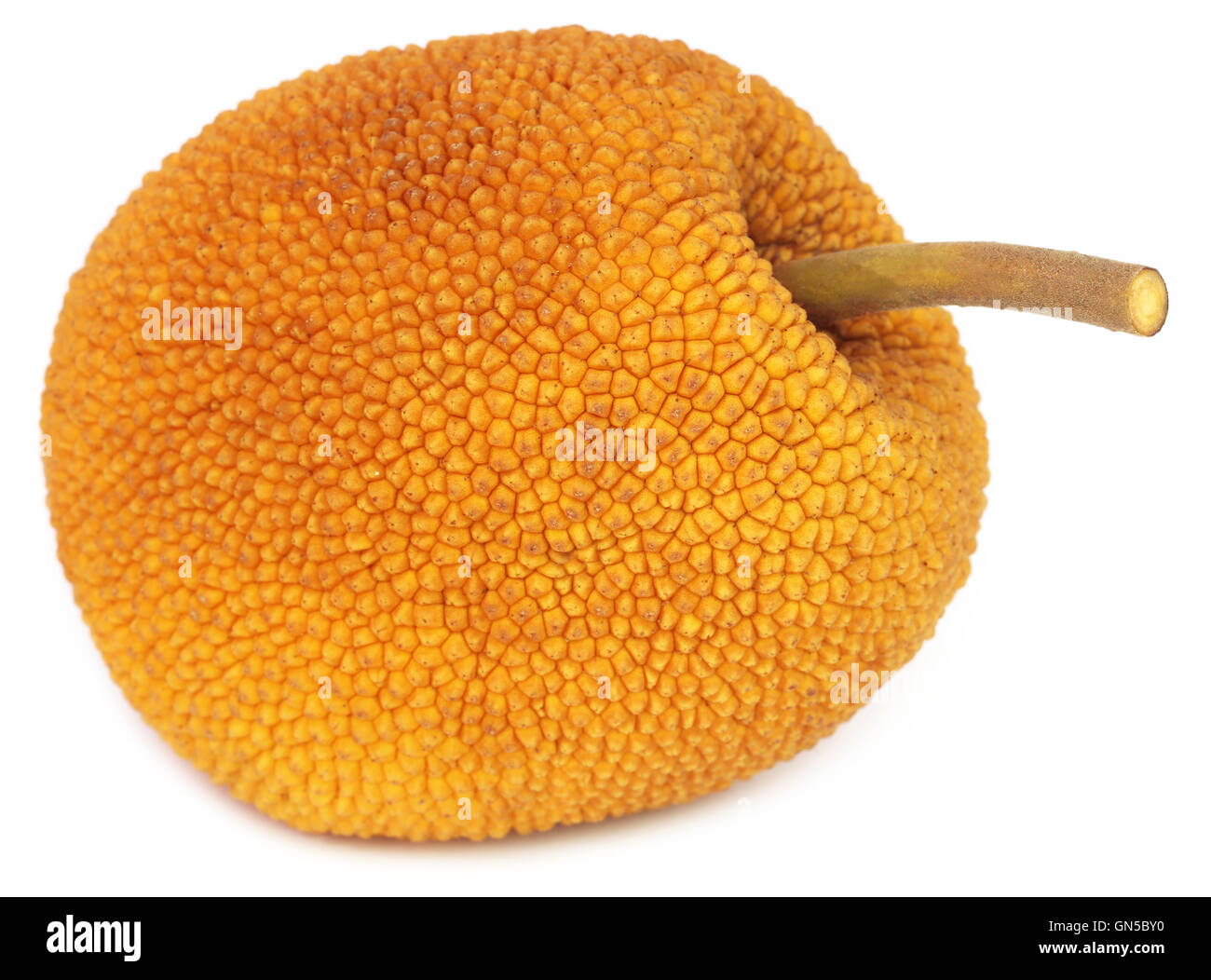 Wild jackfruit of Southeast Asia over white background Stock Photo - Alamy