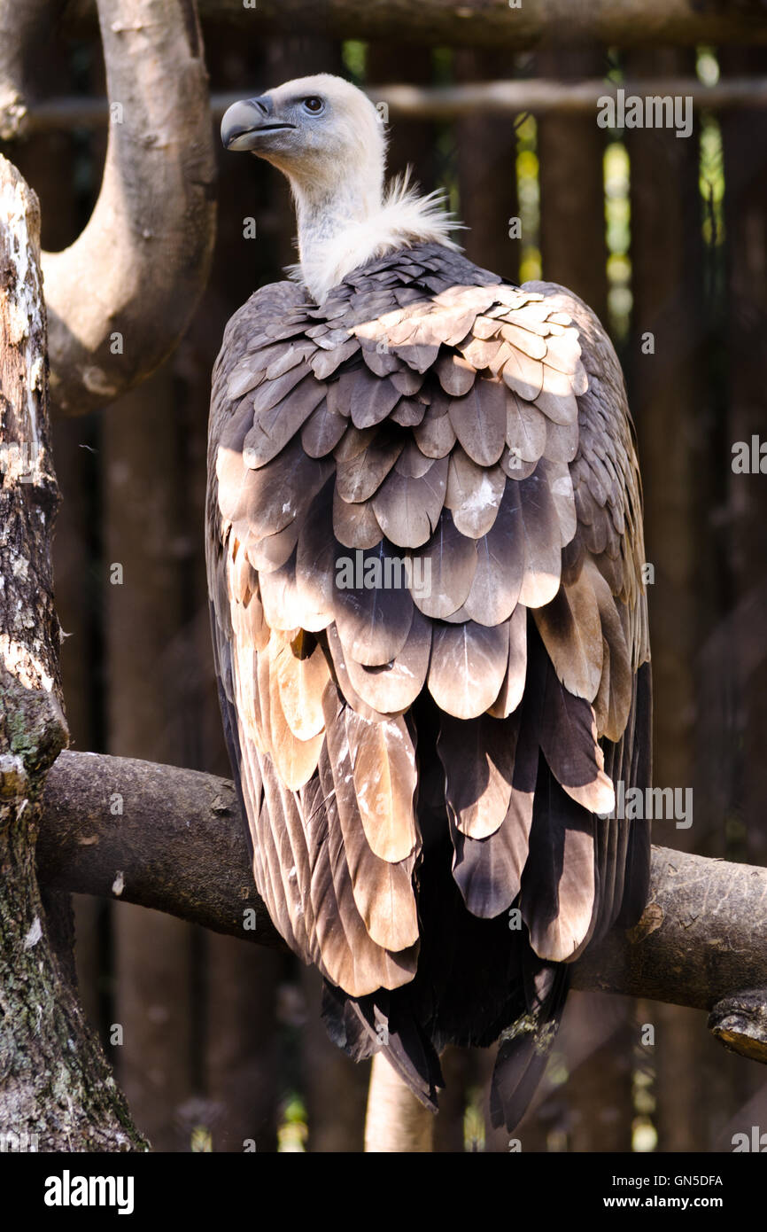 Big vulture hi-res stock photography and images - Alamy