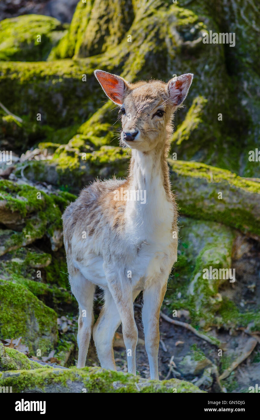 Close up young deer grazing hi-res stock photography and images - Alamy