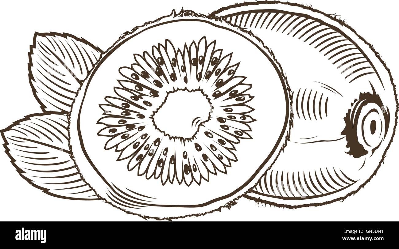Kiwi vector clipart Stock Vector Images - Alamy