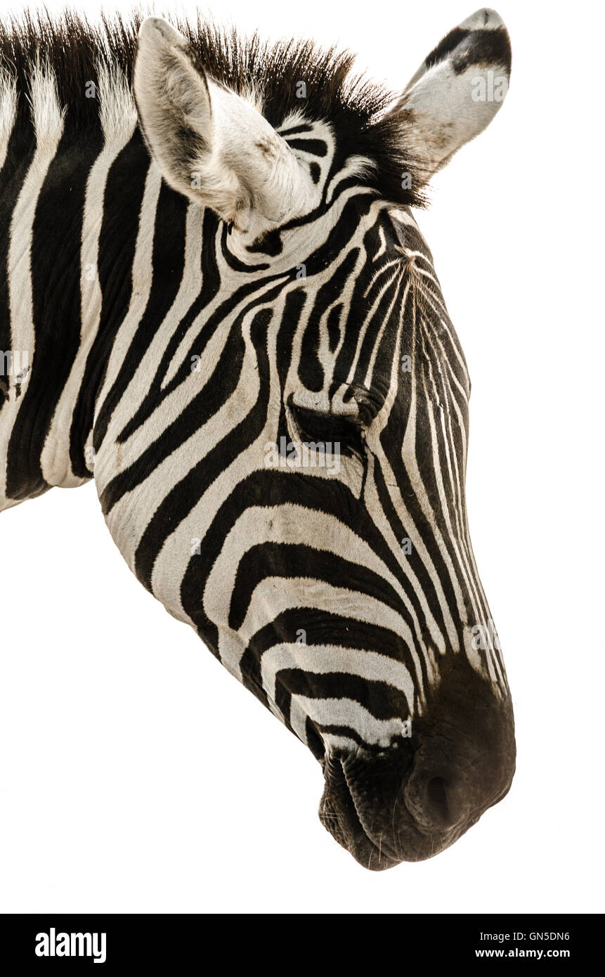 A beautiful wild zebra with white background Stock Photo - Alamy