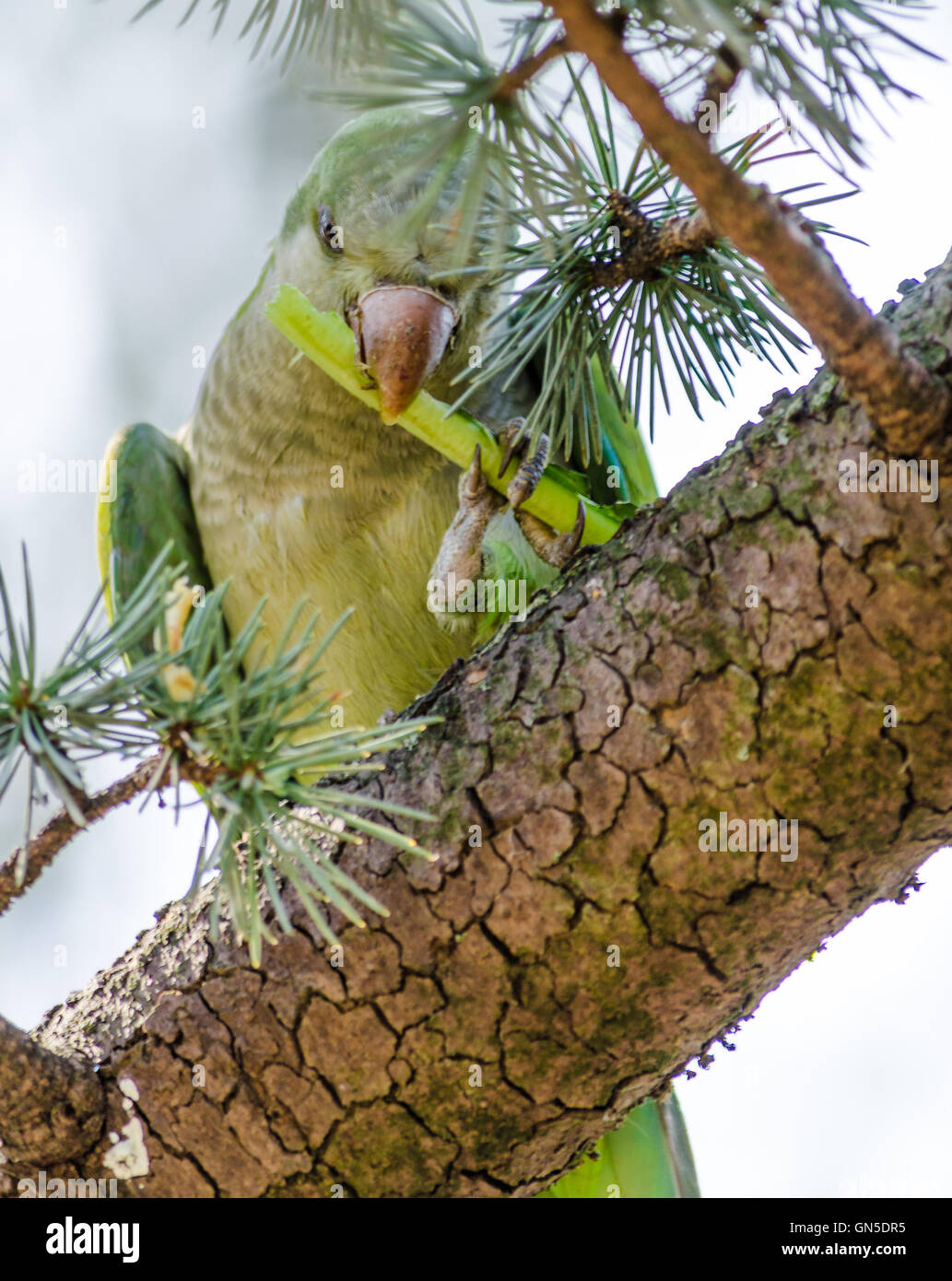 A little green parrot on a tree Stock Photo - Alamy
