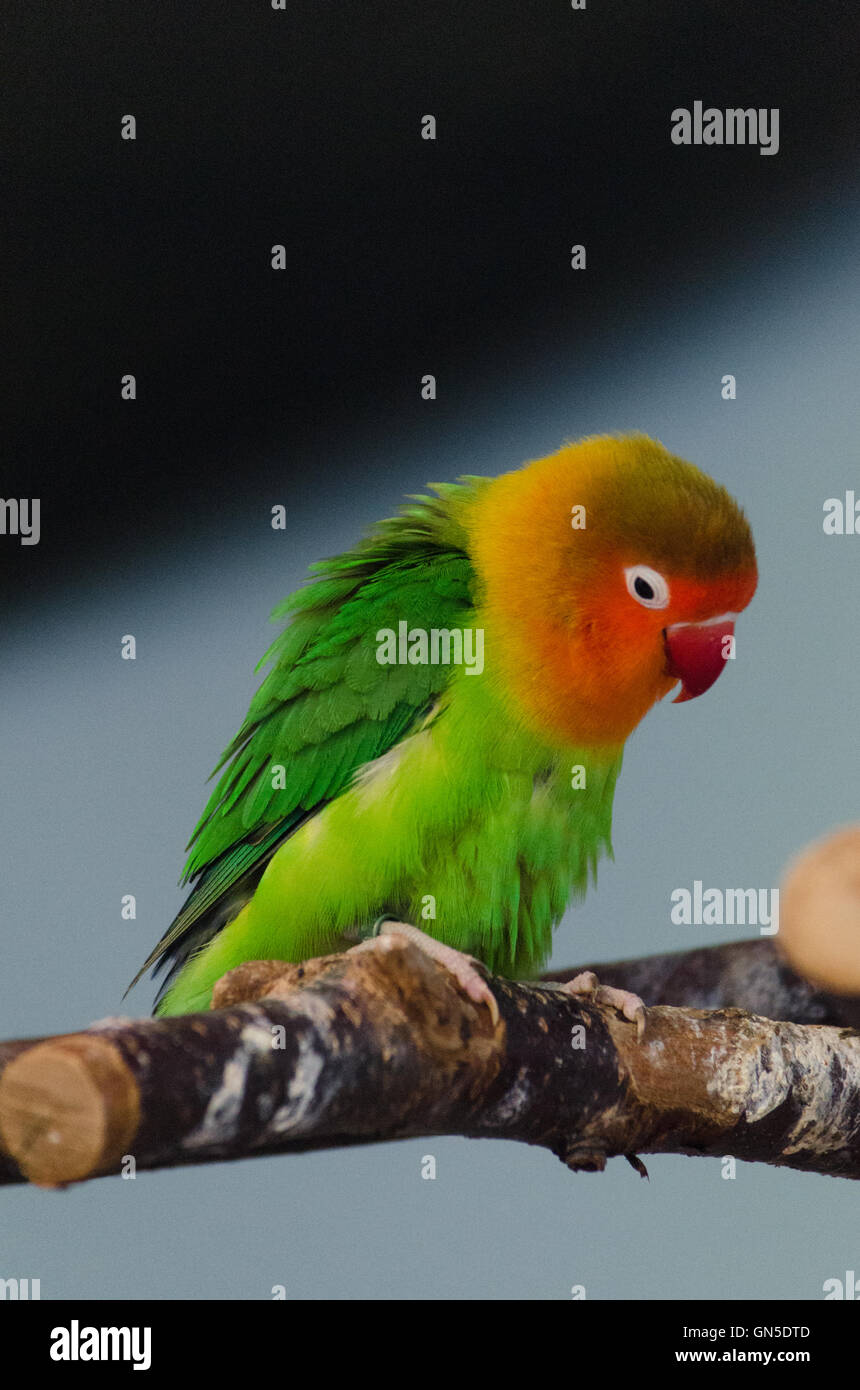Little Parrot High Resolution Stock Photography and Images - Alamy