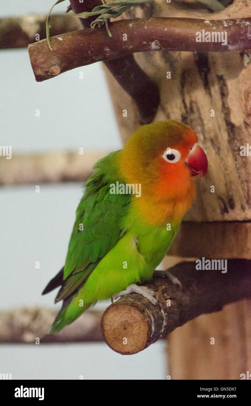 Multicolor little parrot on branch Stock Photo - Alamy