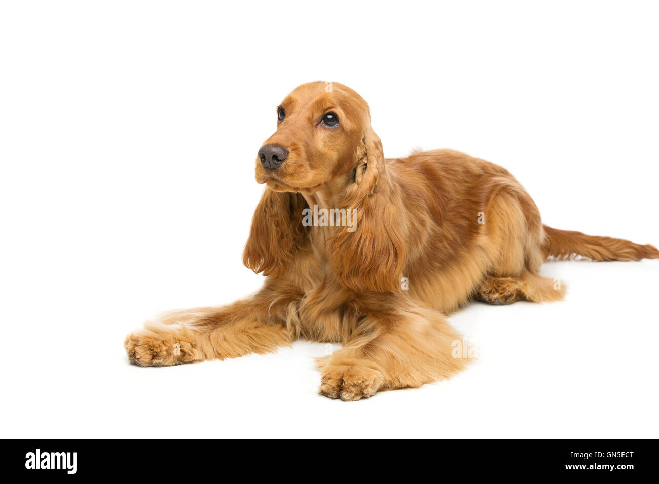 Beautiful English Cocker Spaniel Stock Photo - Alamy