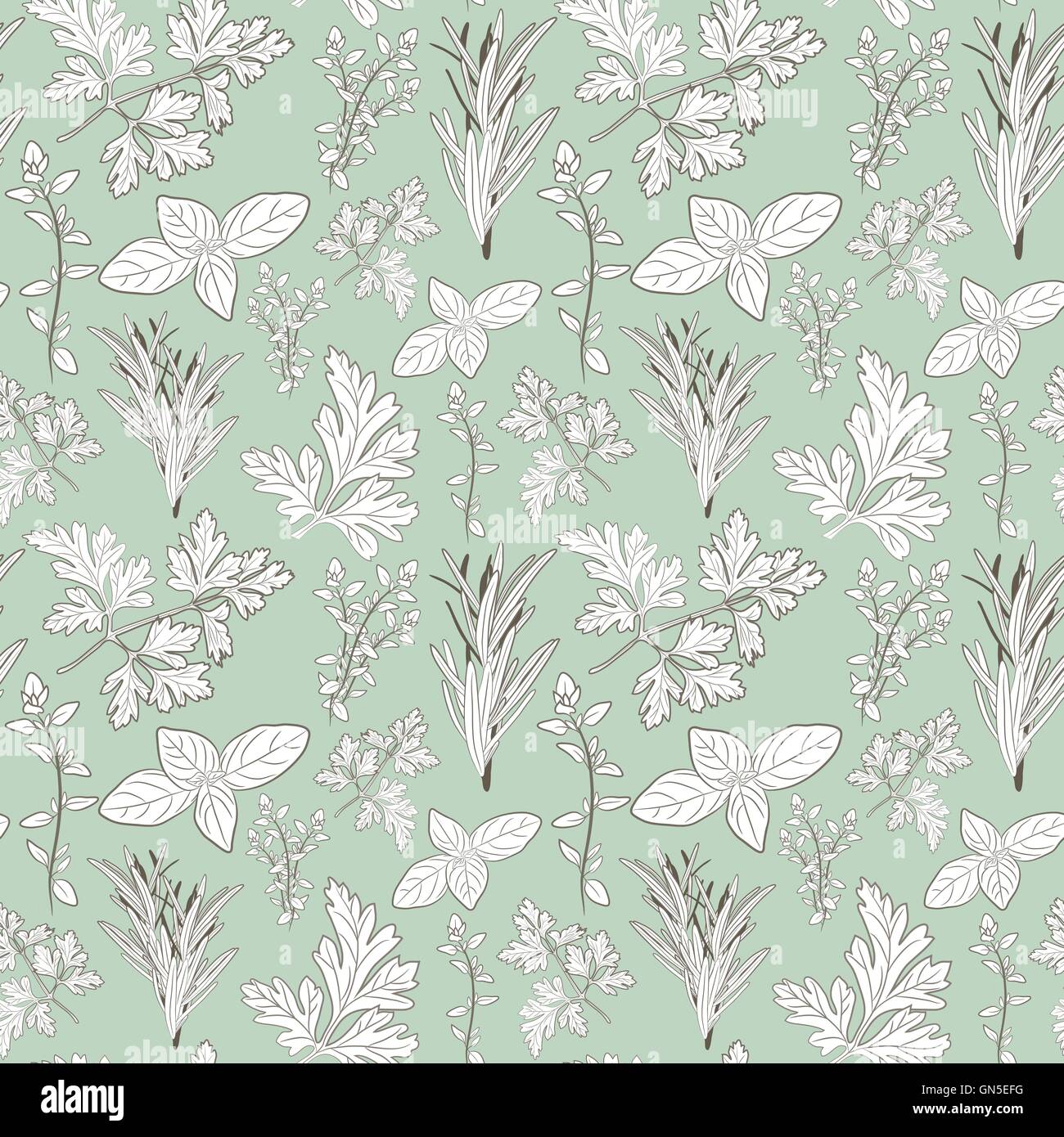 Vector fresh parsley, thyme, rosemary, and basil herbs. Aromatic leaves ...