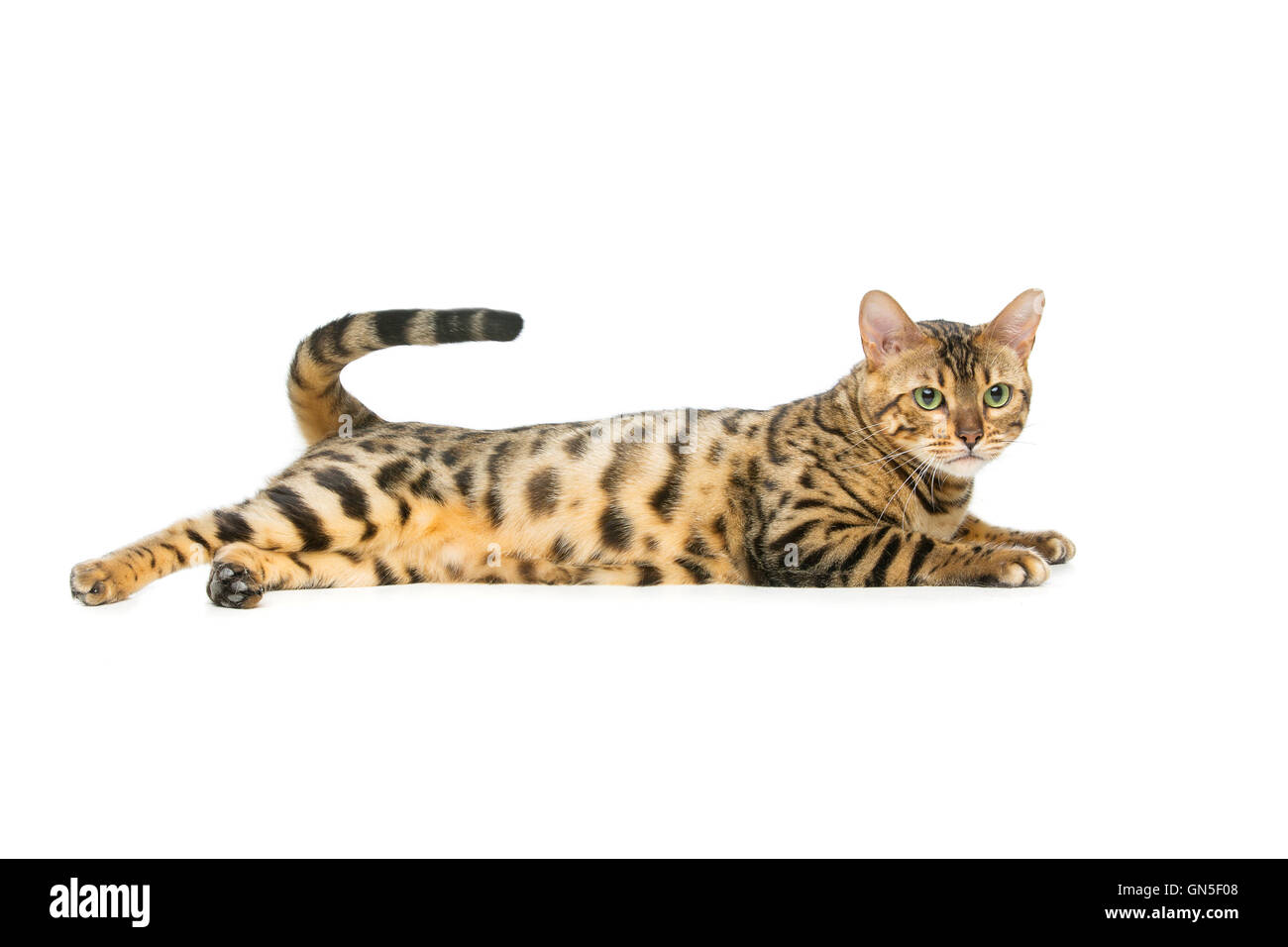 Beautiful bengal cat Stock Photo - Alamy