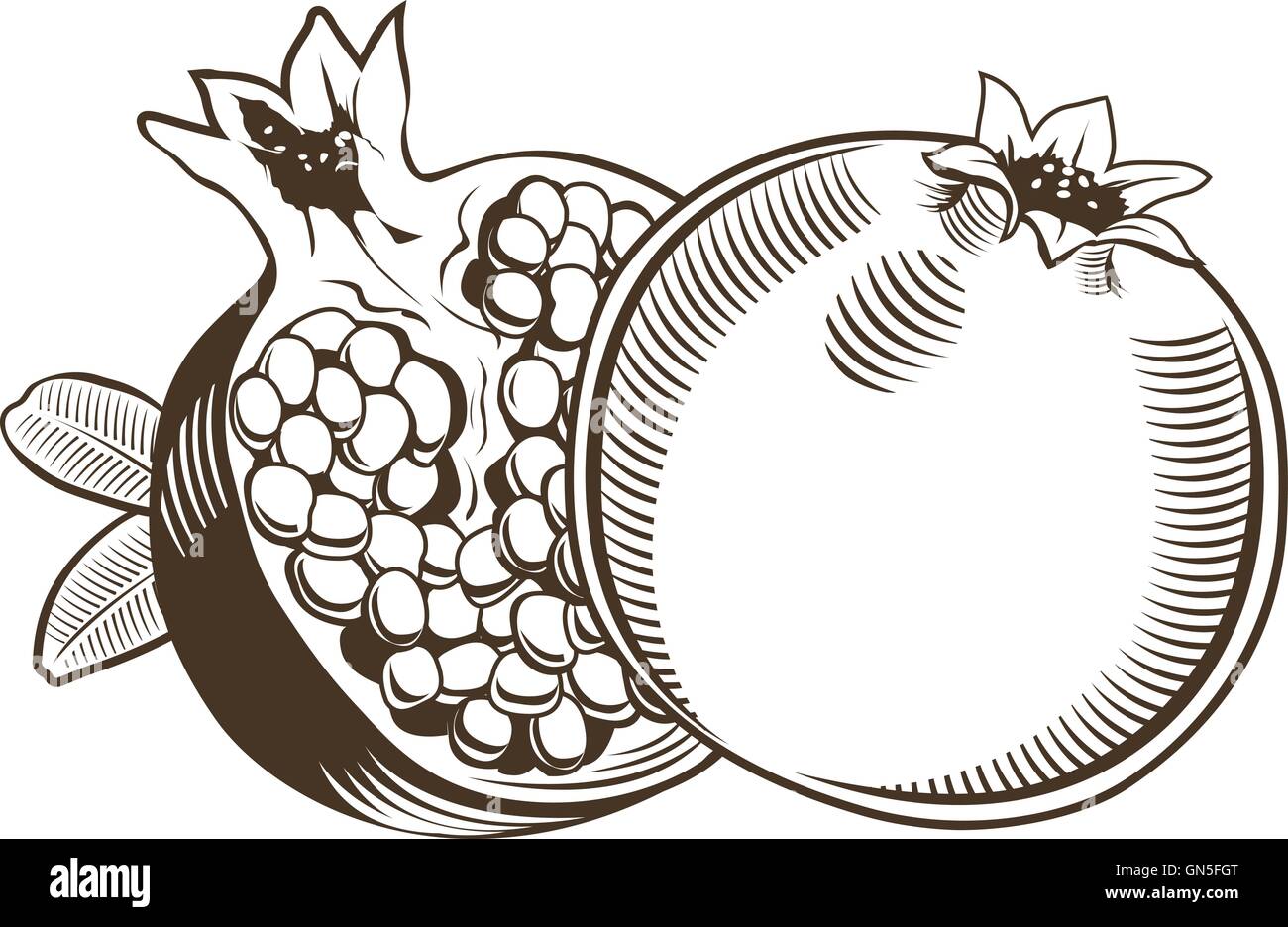 Pomegranates in vintage style. Line art vector illustration Stock ...