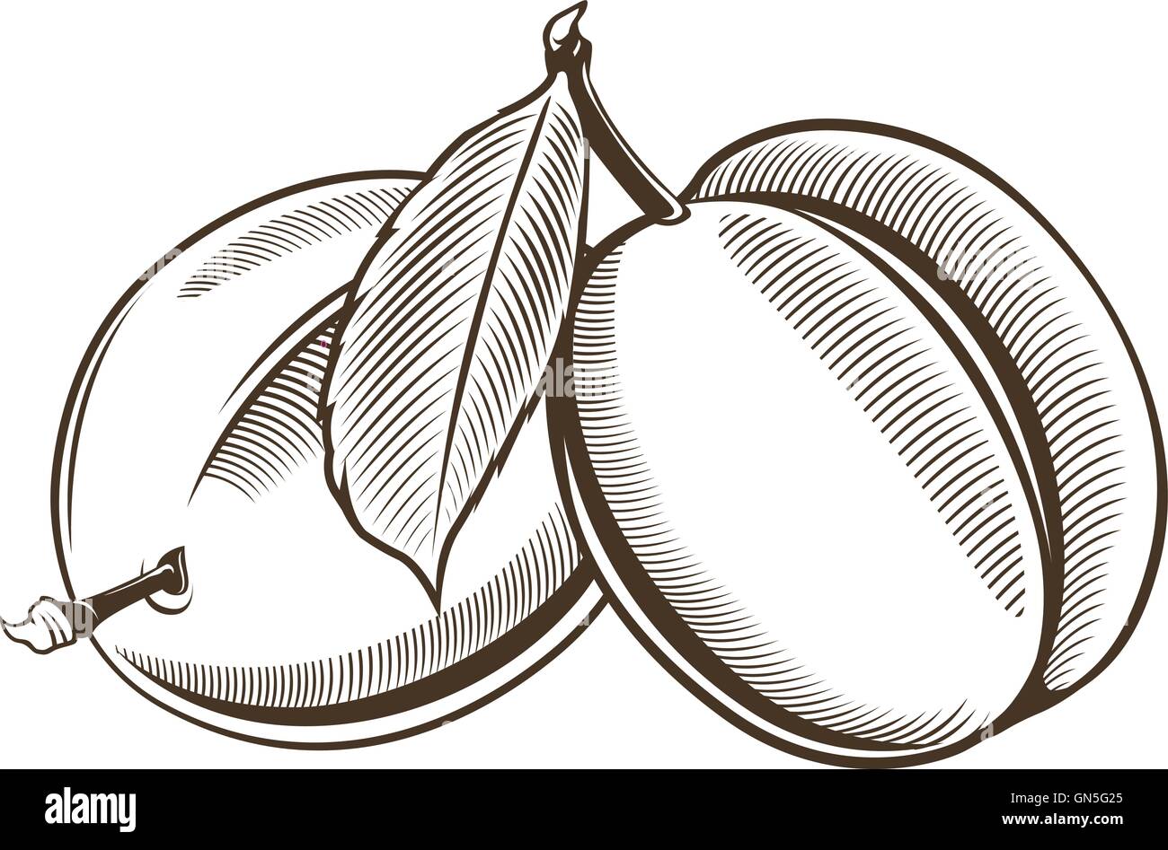 Plums in vintage style. Line art vector illustration Stock Vector Image ...