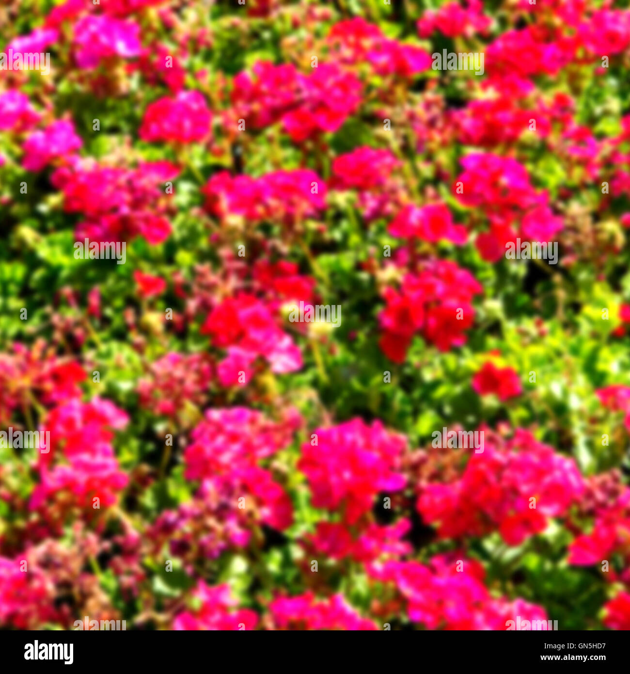 blur in the spring colors flowers and garden Stock Photo - Alamy