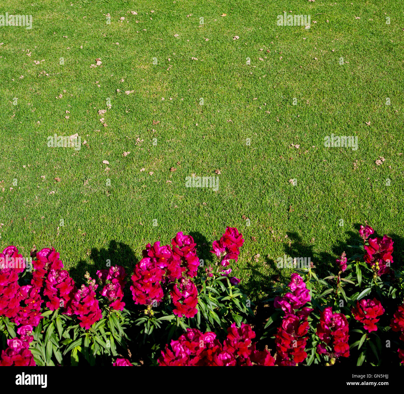 in the spring colors oman flowers and garden Stock Photo - Alamy