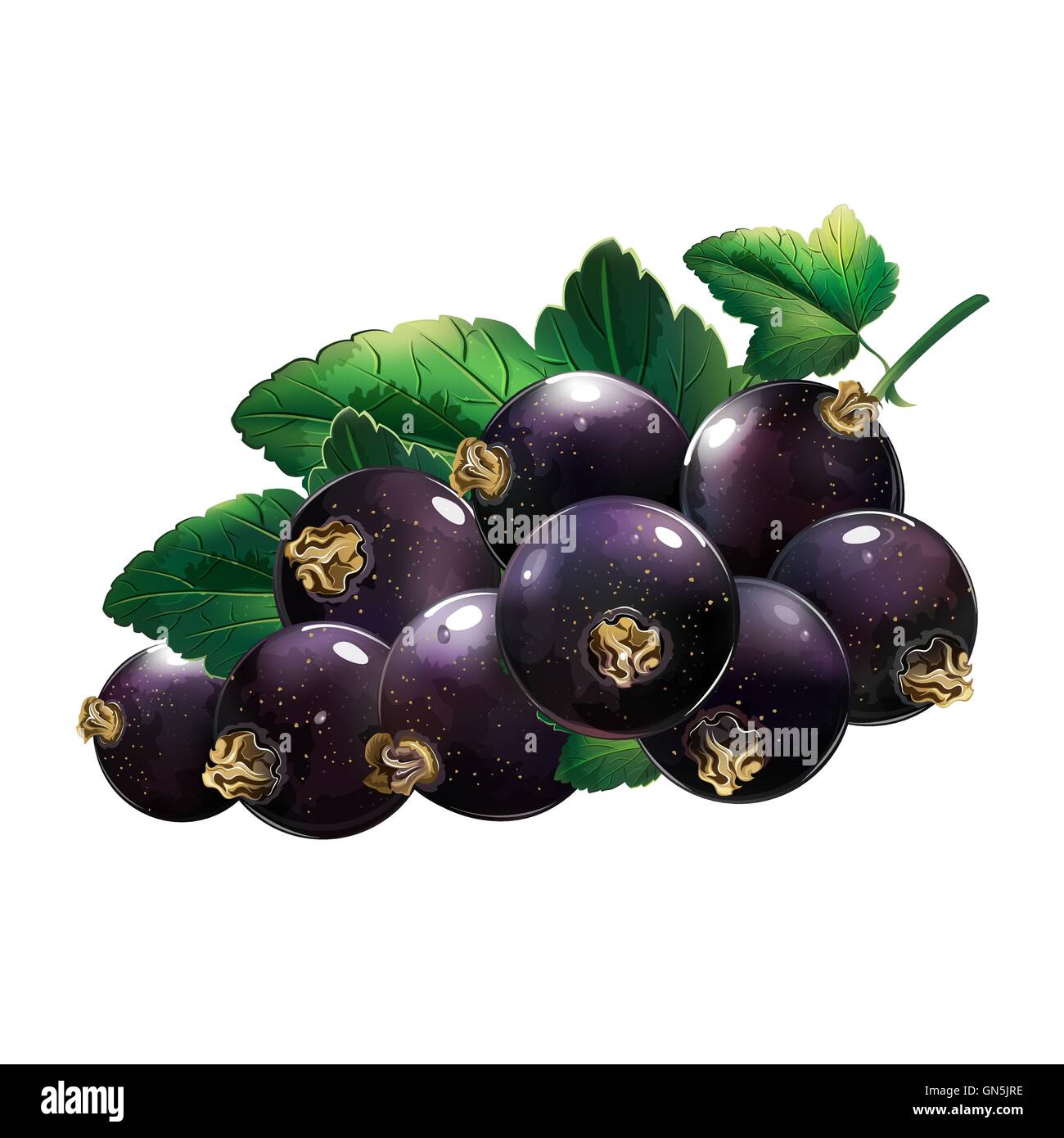 Black Currant With Leaves Stock Vector Image & Art - Alamy