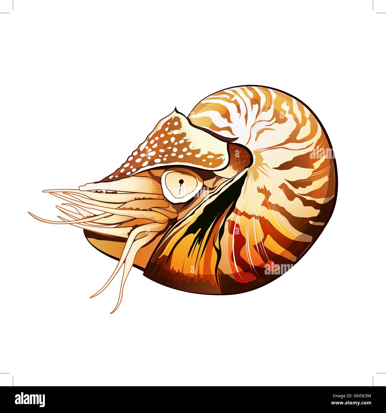 Shrimp line Cut Out Stock Images & Pictures - Alamy