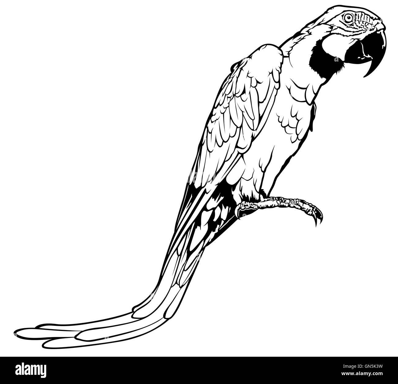 Animal outline parrot bird Stock Vector Images - Alamy