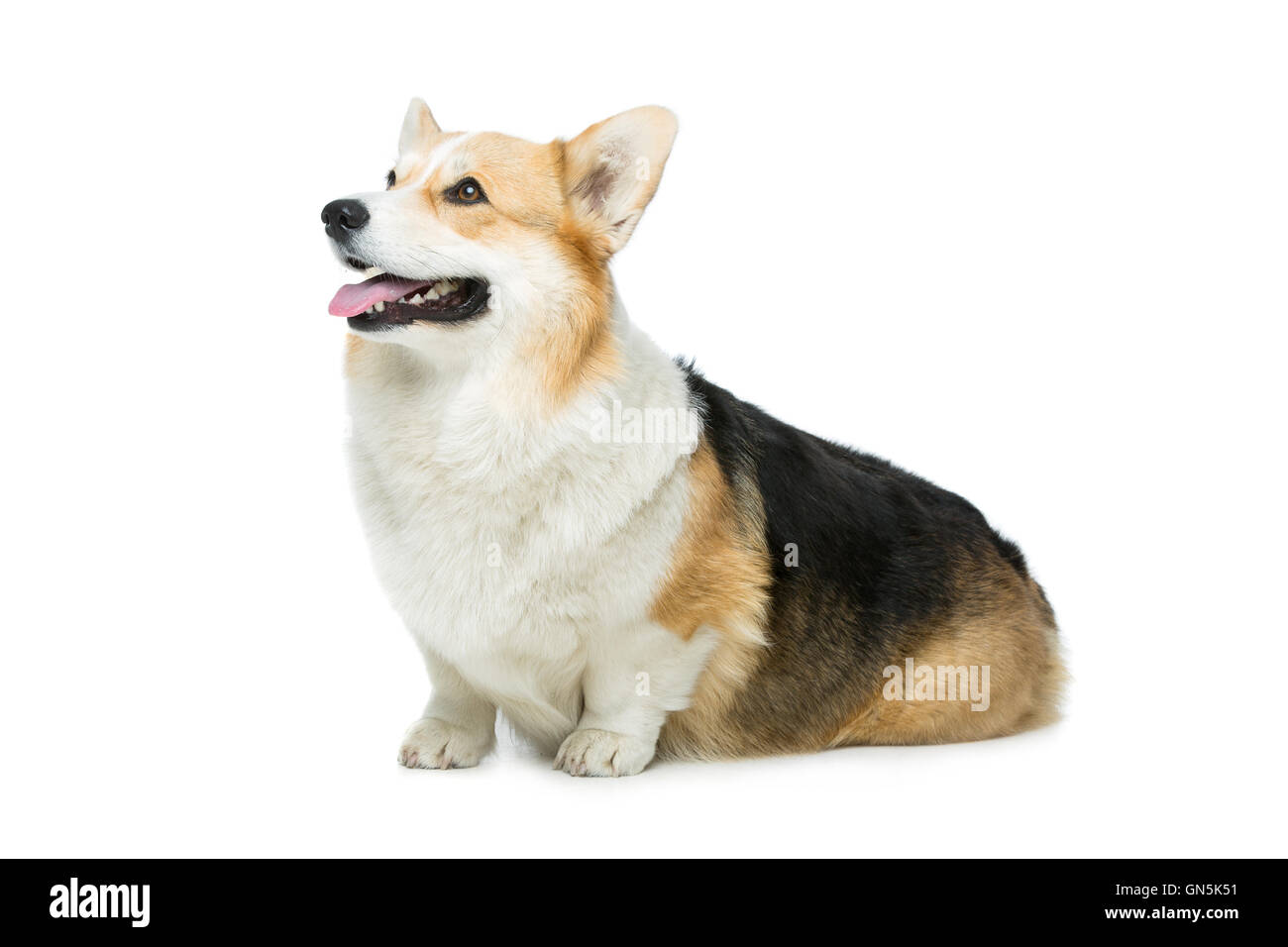Beautiful welsh corgi dog Stock Photo - Alamy