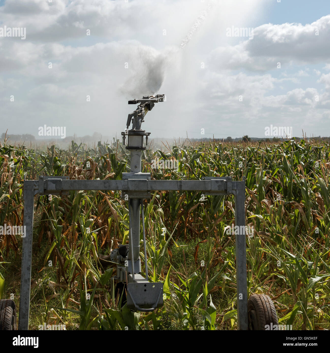 Agricultural rain gun watering maize growing on a farm in France Stock ...