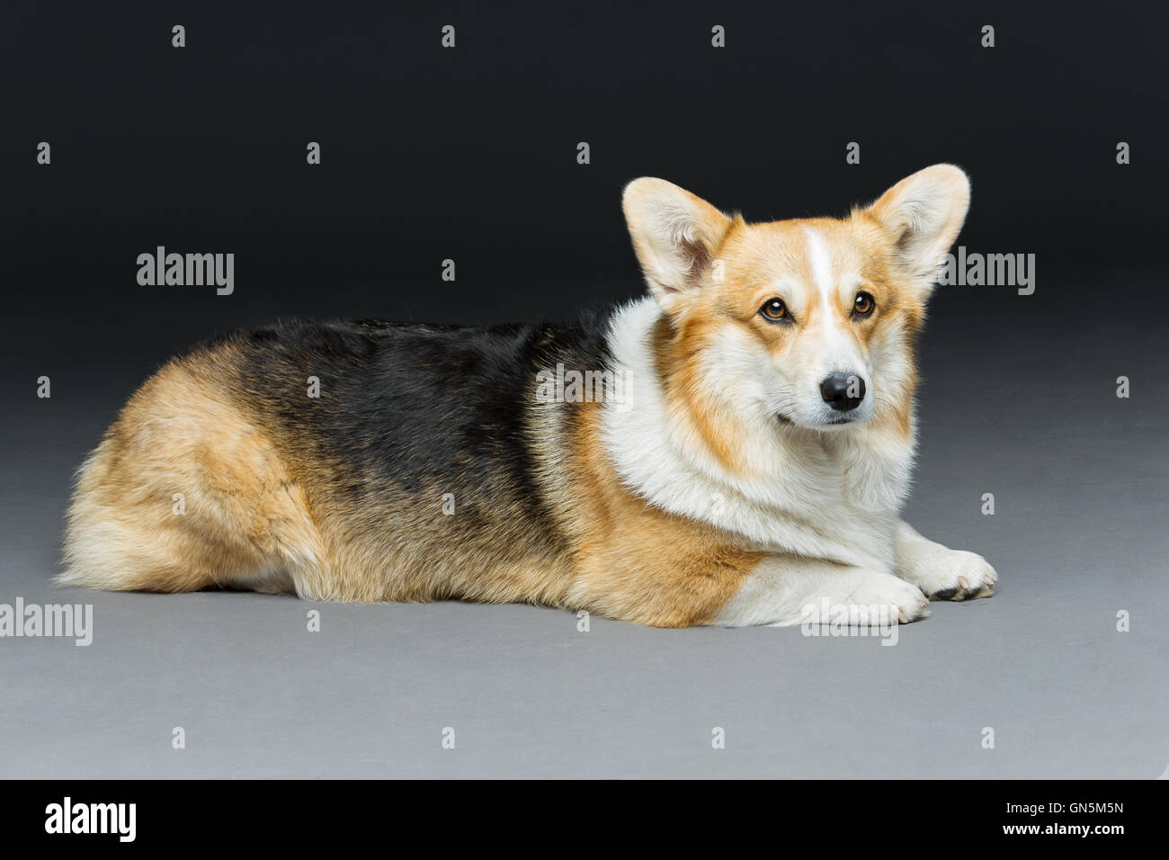 Beautiful welsh corgi dog Stock Photo - Alamy