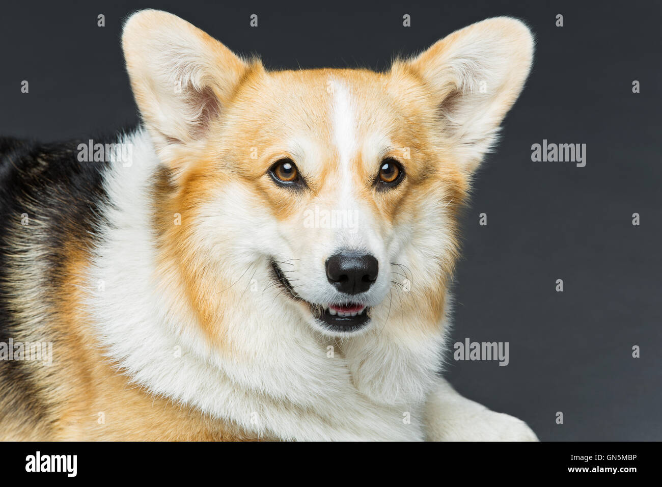 Beautiful welsh corgi dog Stock Photo - Alamy