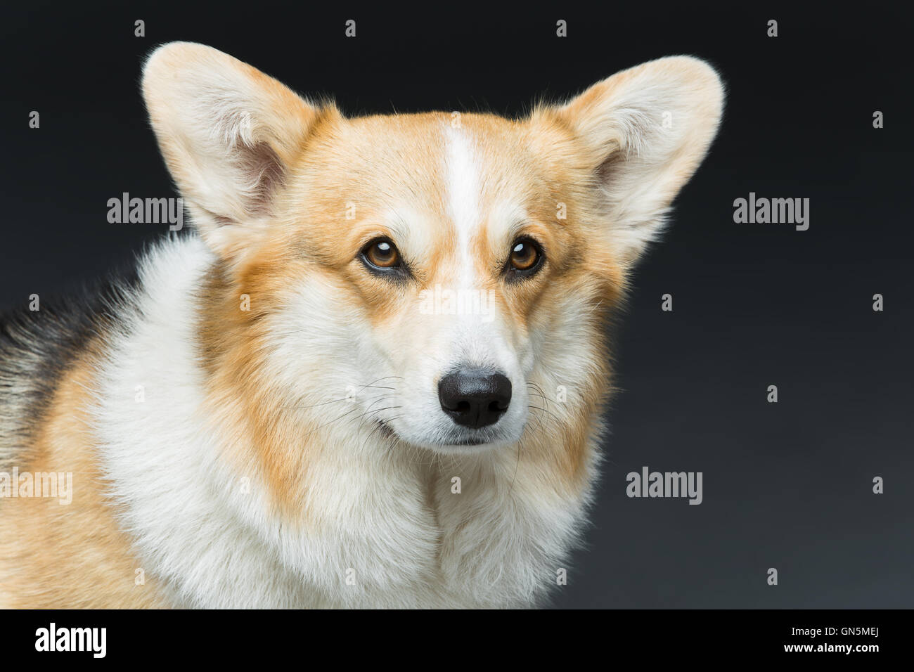 Beautiful welsh corgi dog Stock Photo - Alamy