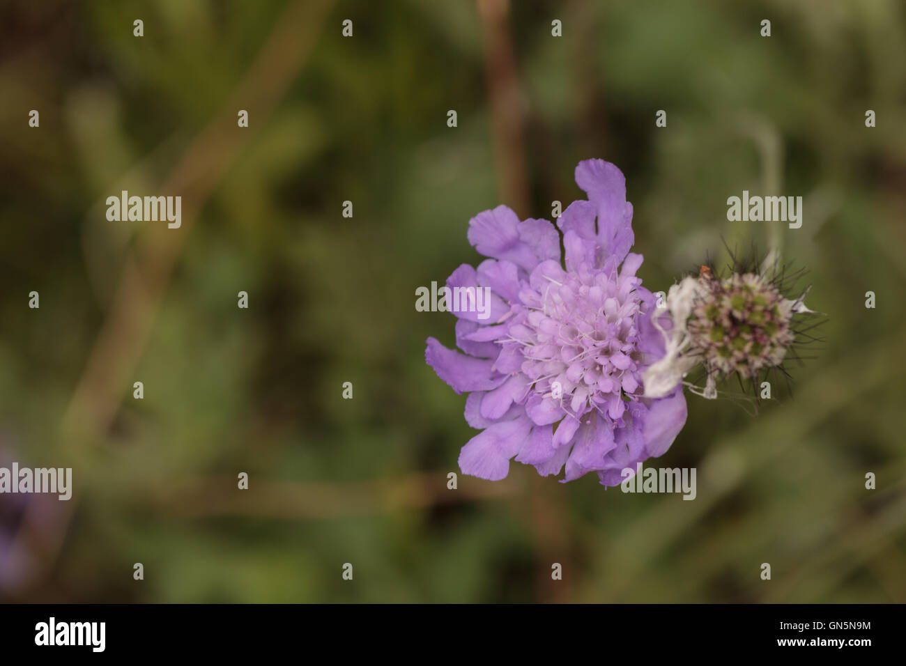 Knautia scabiosa hi-res stock photography and images - Alamy