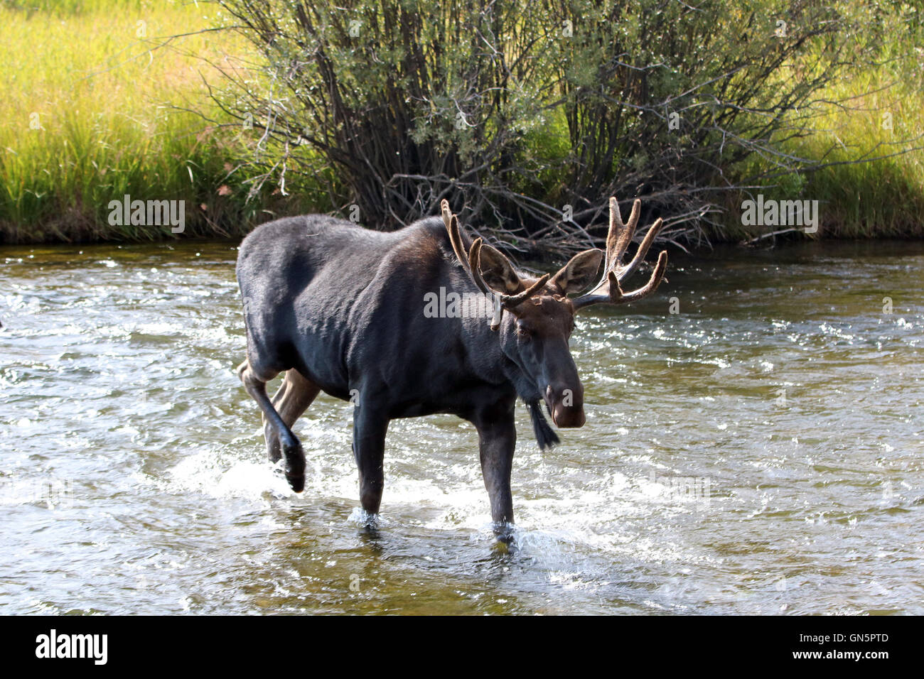 Bull moose crossing water hi-res stock photography and images - Alamy