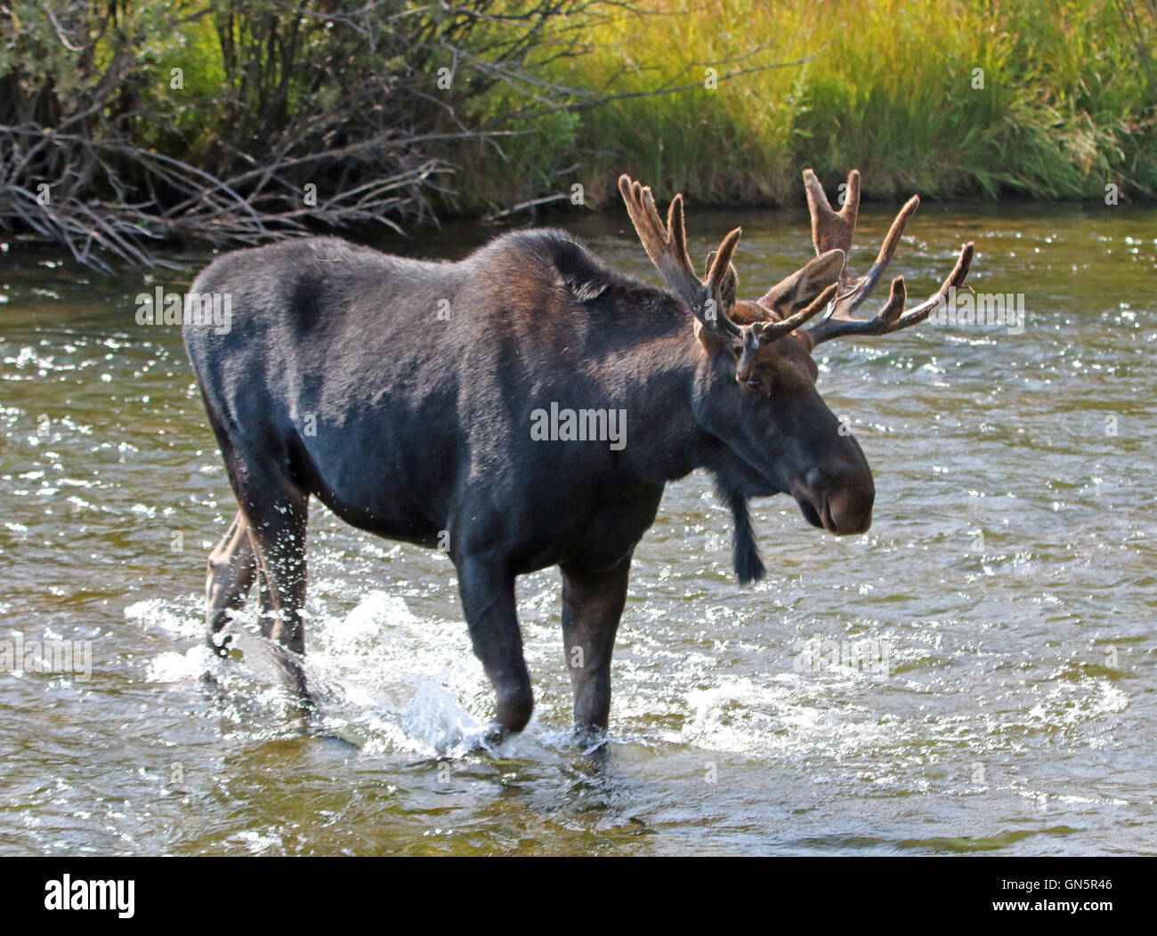 Moose crossing river hi-res stock photography and images - Alamy