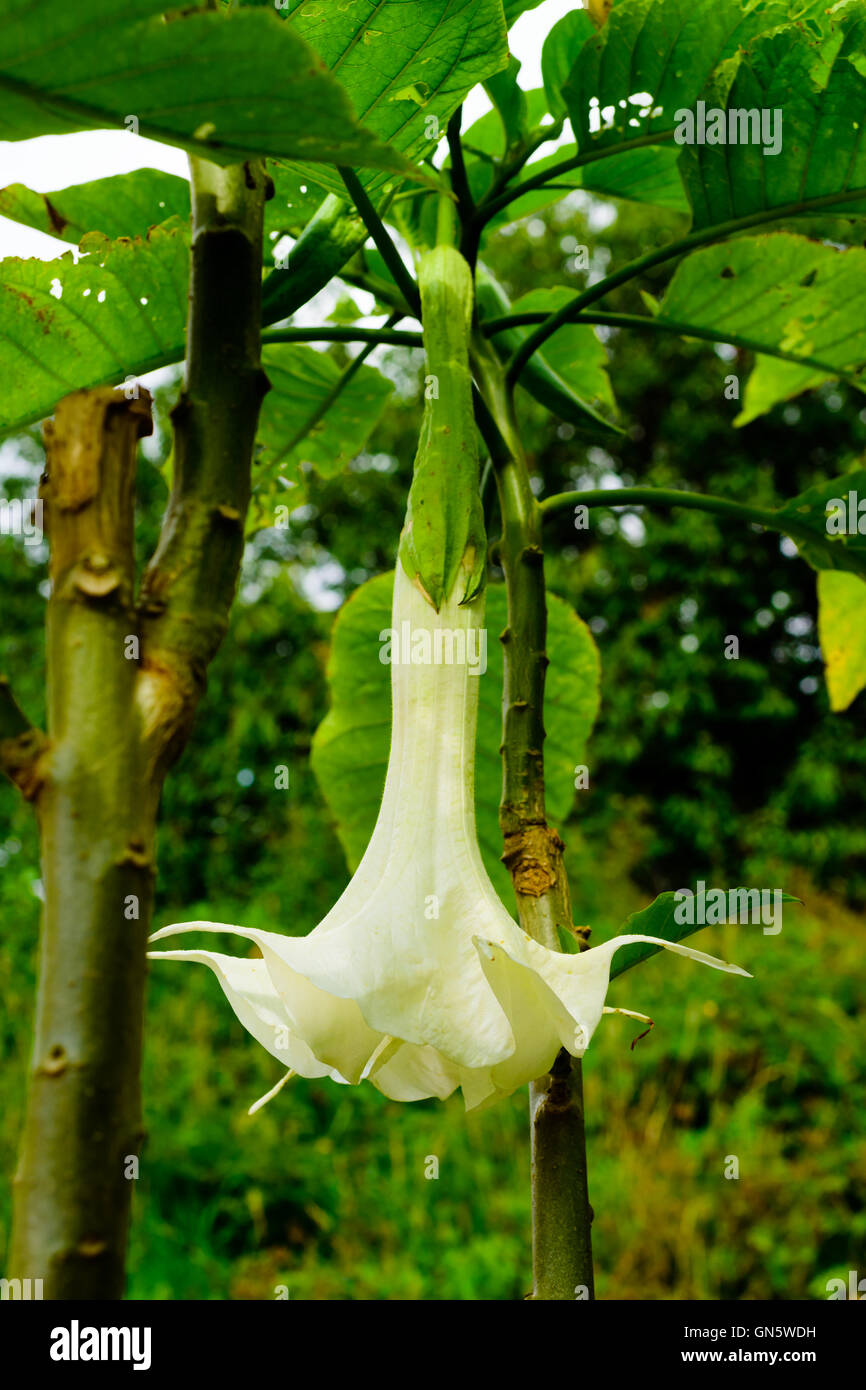 Large fragrant white flower of the Angel trumpet (Brugmansia insignis ...