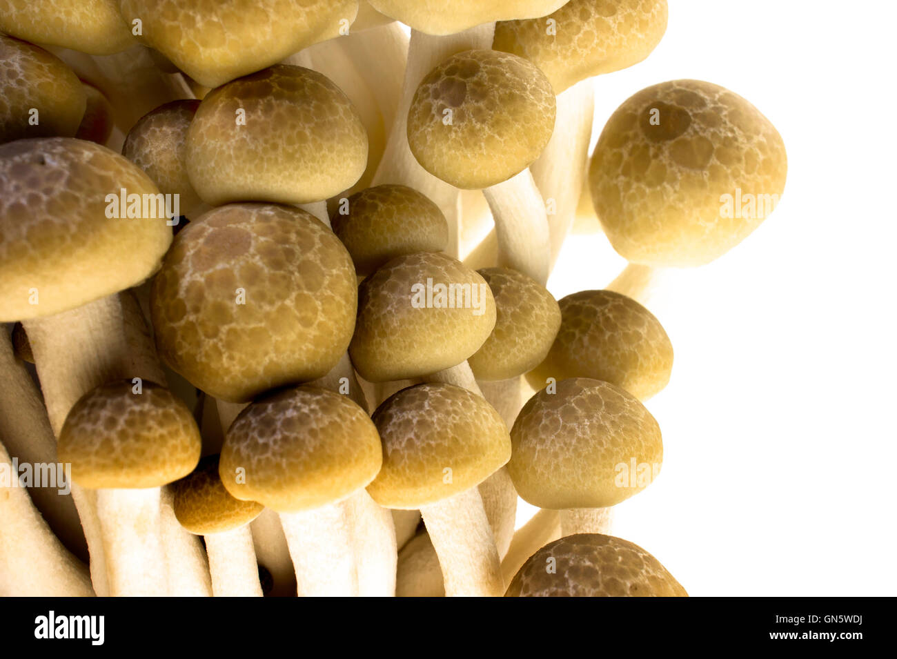 Brown Beech Mushroom Stock Photo - Alamy