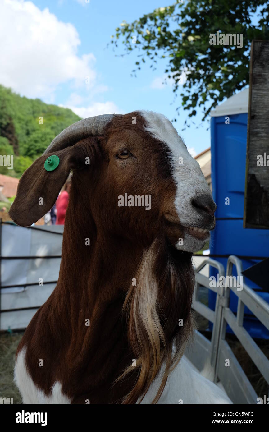 Smiling goat hi-res stock photography and images - Alamy
