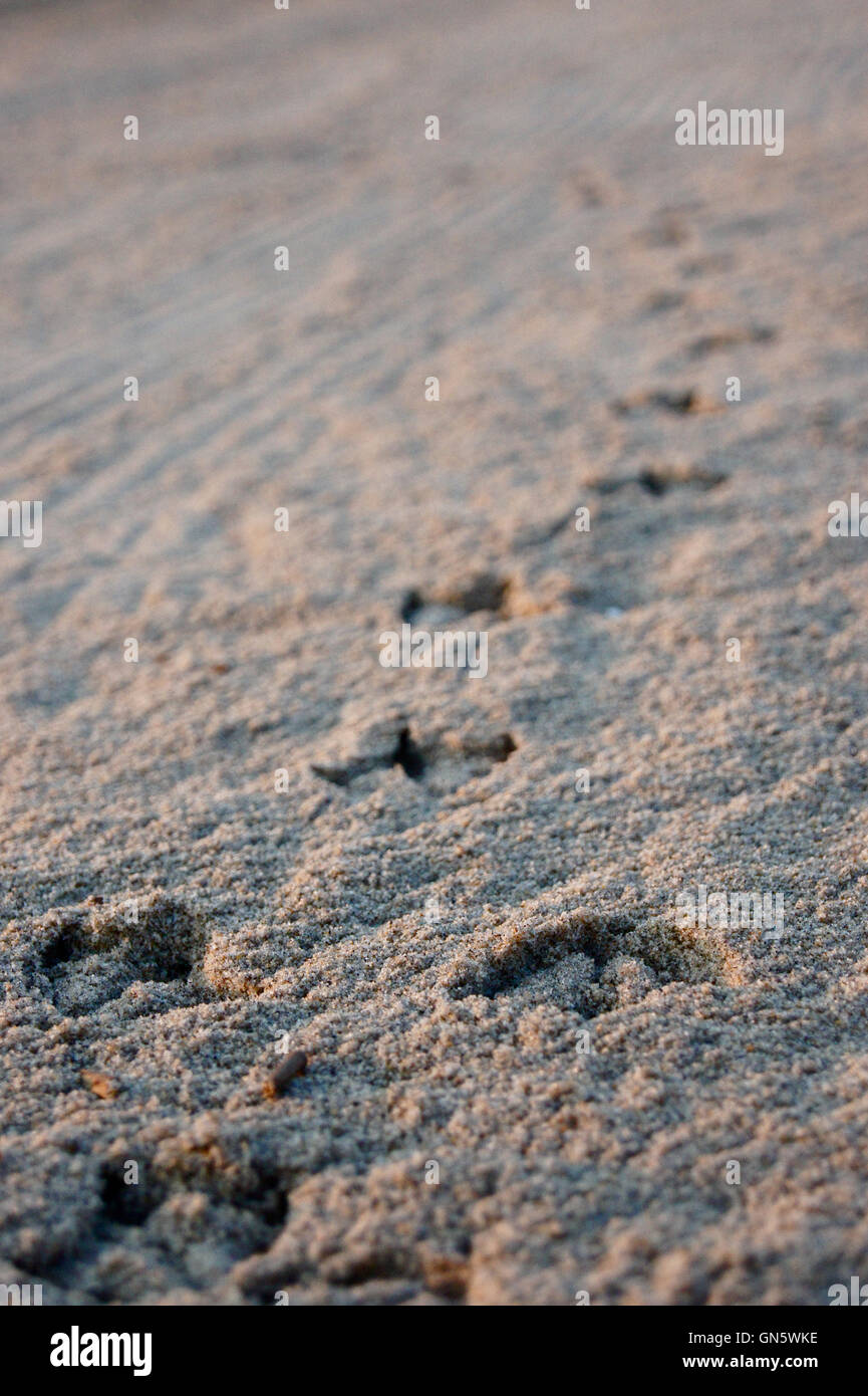 Follow footprints hi-res stock photography and images - Alamy