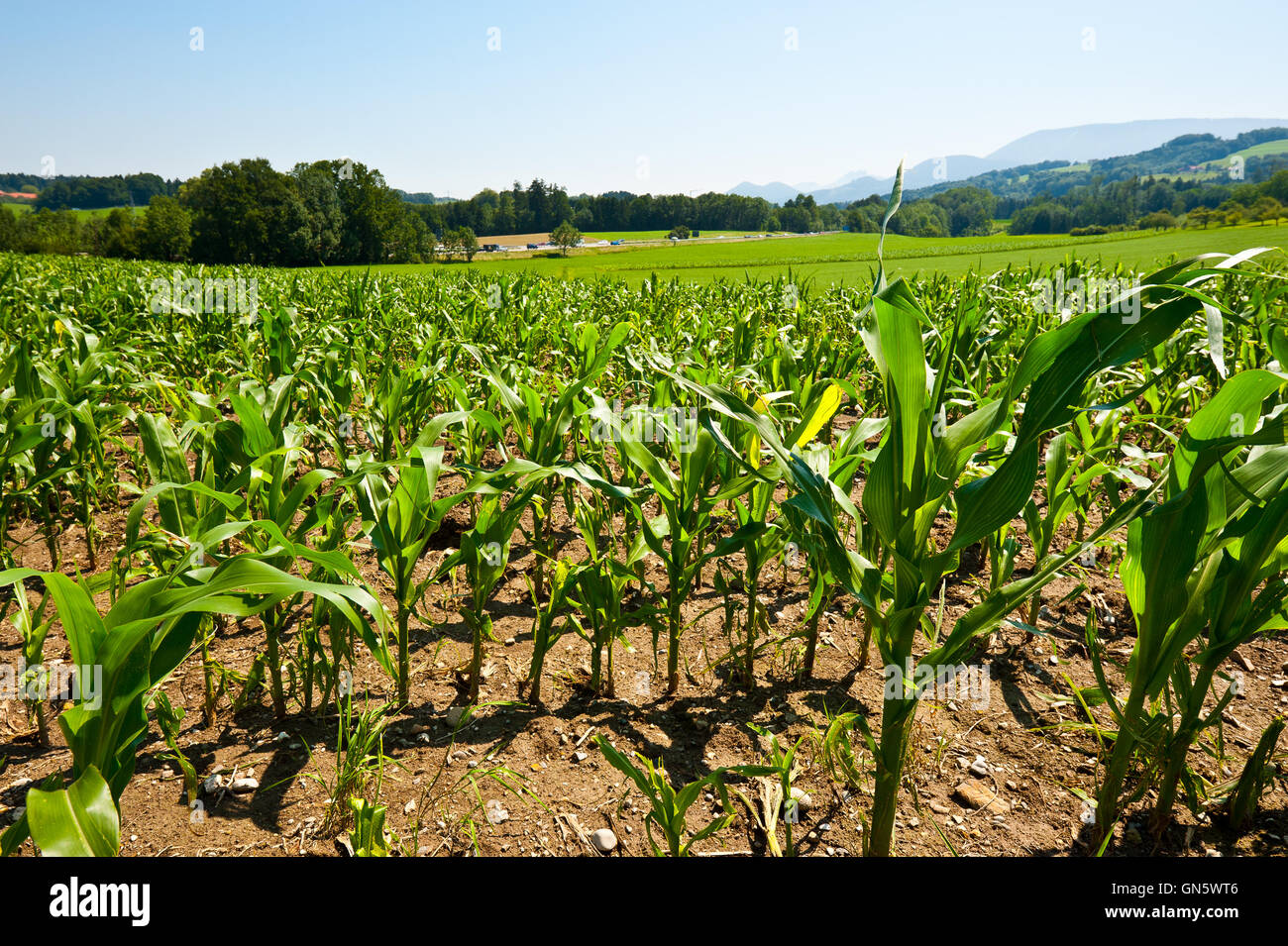 Plantation of Corn Stock Photo - Alamy