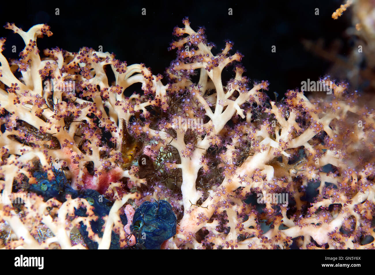 Soft coral detail hi-res stock photography and images - Alamy