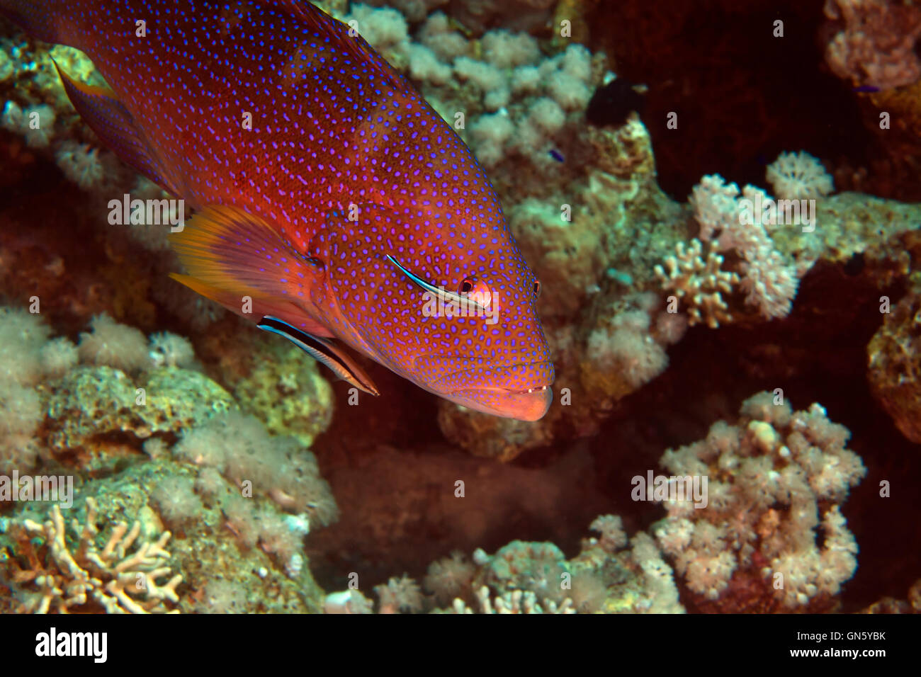 Coralgrouper and cleaner wrasse in de Red Sea Stock Photo - Alamy