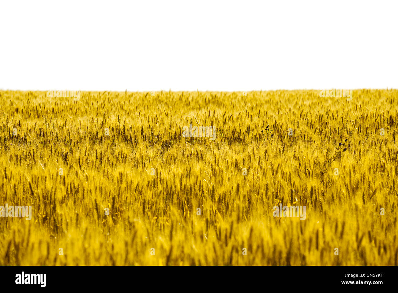 field of a golden wheat before harvesting Stock Photo - Alamy