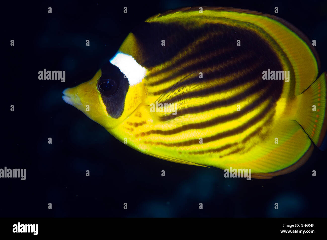 Striped butterflyfish in de Red Sea Stock Photo - Alamy