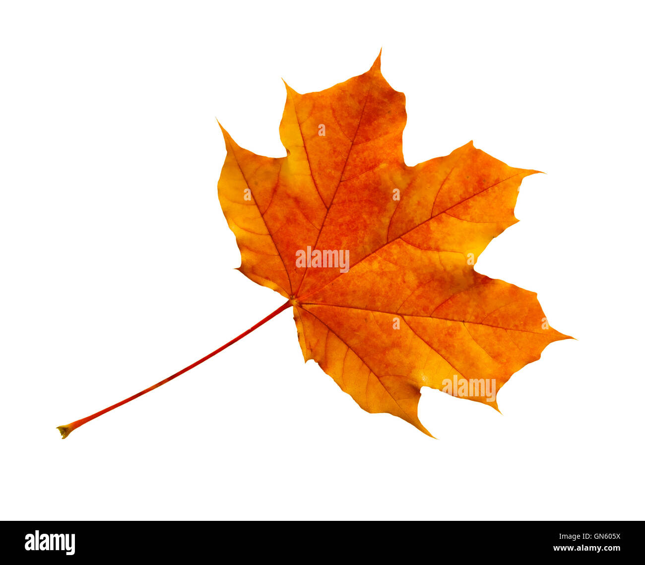 Autumn dry maple leaf Stock Photo - Alamy